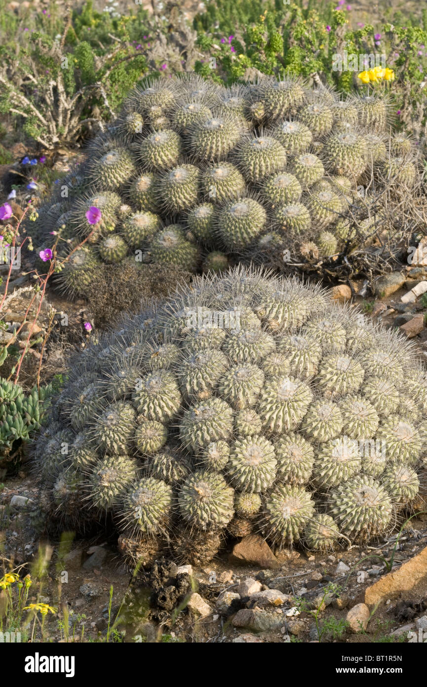 Desierto florido habitat plant hi-res stock photography and images - Alamy