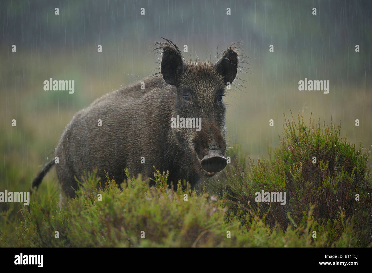 Wild boar hi-res stock photography and images - Alamy