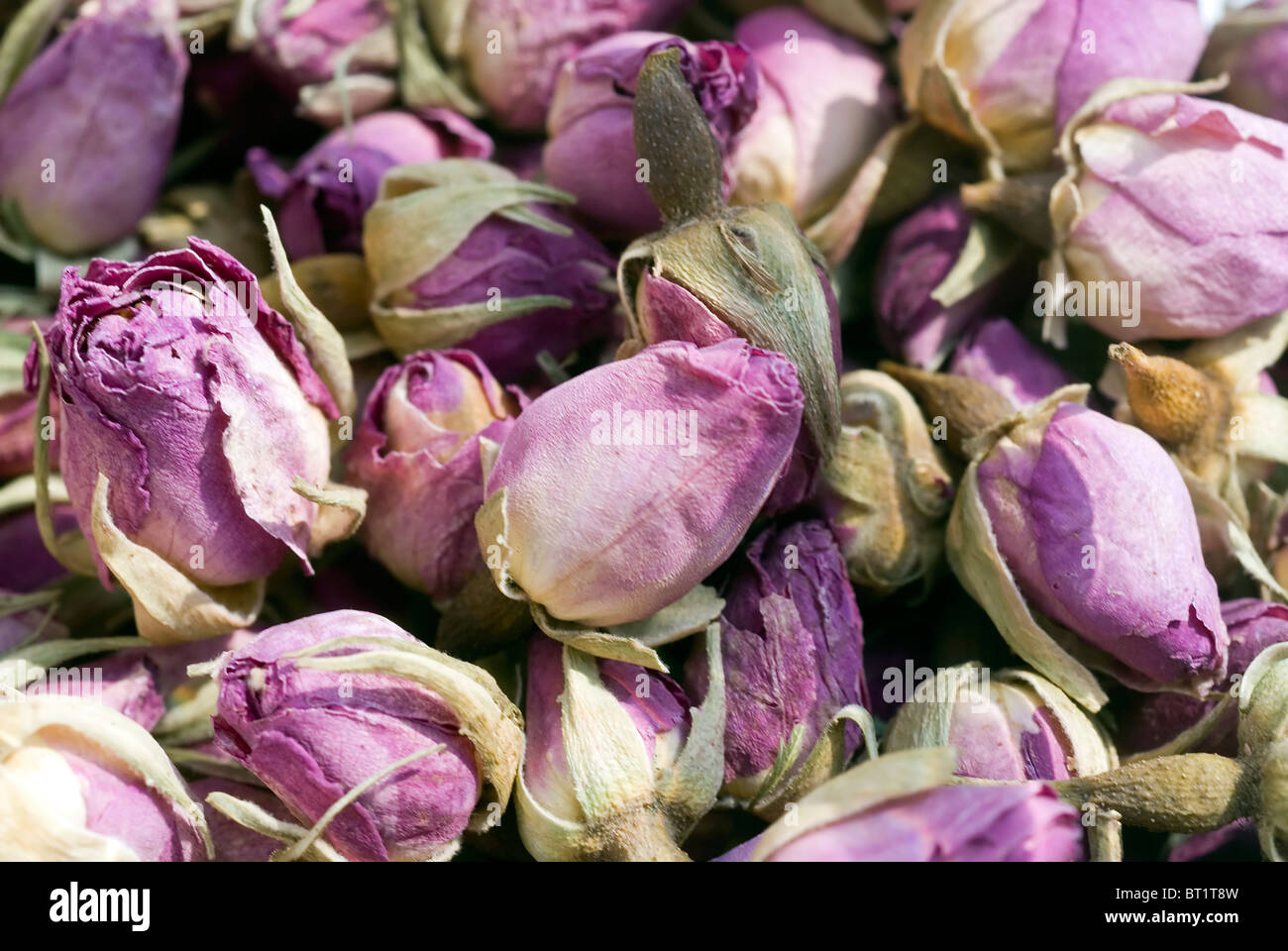 Purple Roses laying criss-cross Stock Photo - Alamy