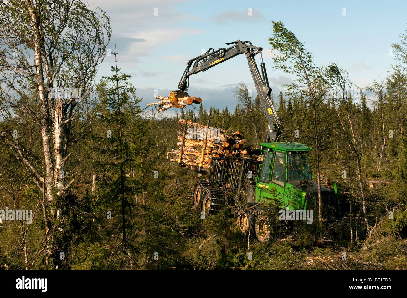 Timber harvesting felling forestry hi-res stock photography and images ...