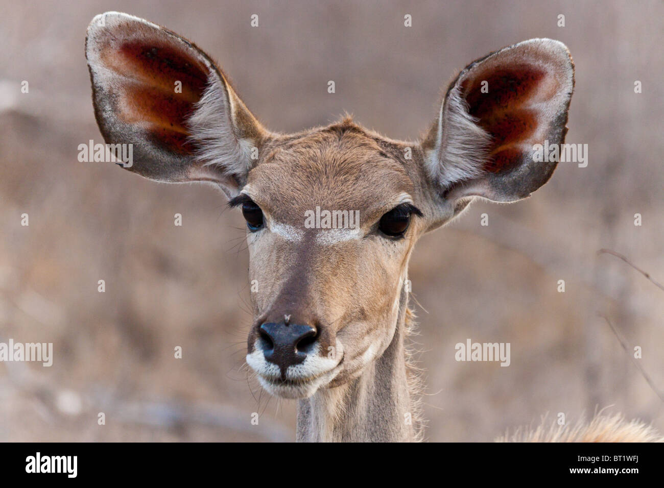 Portrait of female kudu hi-res stock photography and images - Alamy