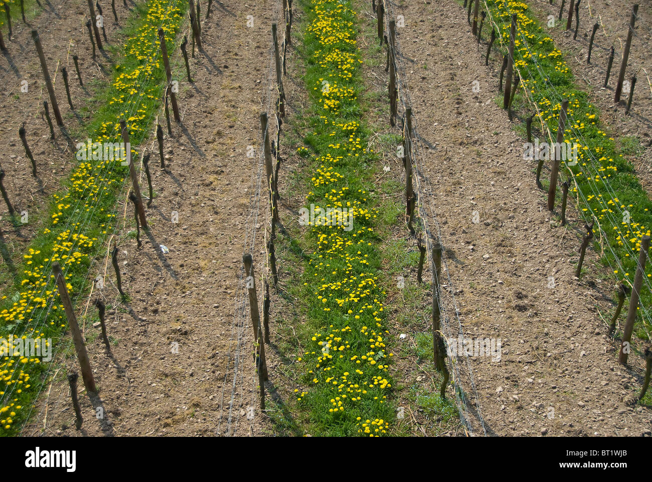 Rows of wine Stock Photo - Alamy