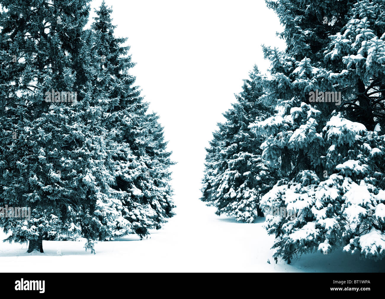 trees with snow, blue toned, focus point on nearest branches Stock ...