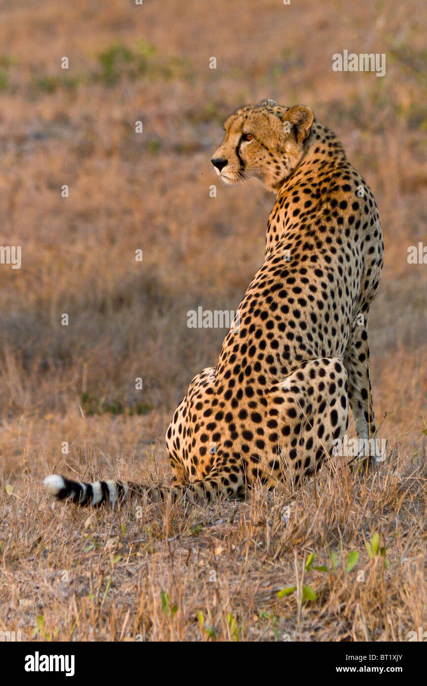 Cheetah at sunset looking back over its shoulder Stock Photo - Alamy