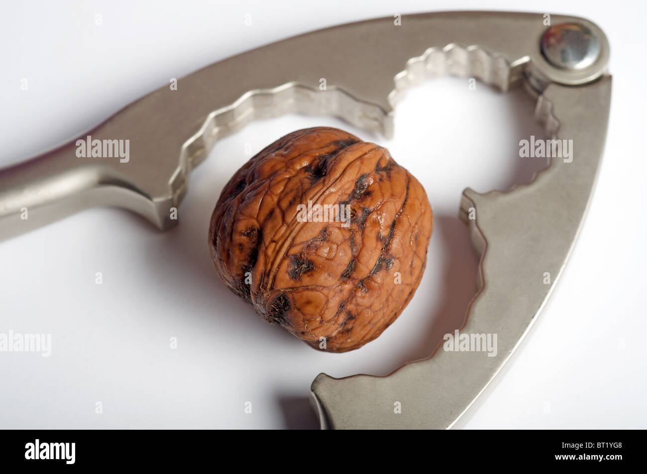 Fresh fallen walnut Stock Photo - Alamy