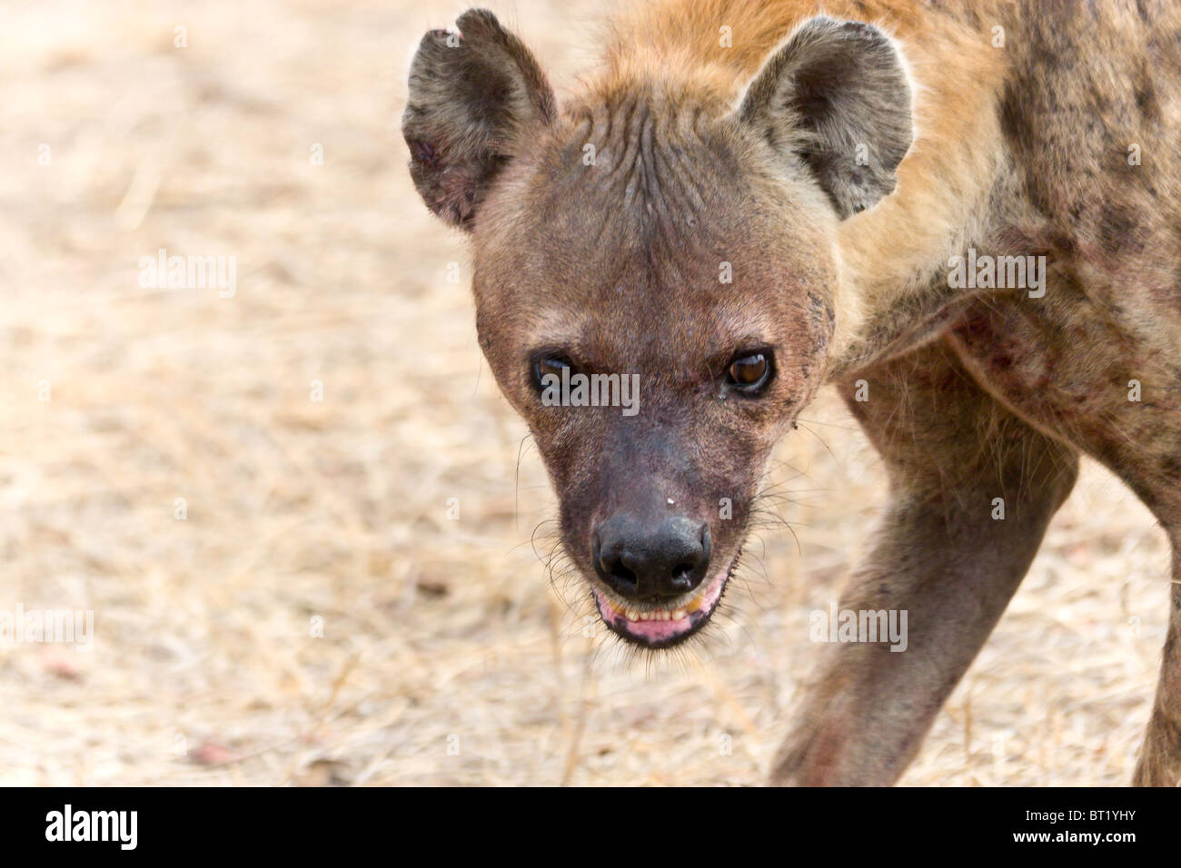 Hyena teeth hi-res stock photography and images - Alamy
