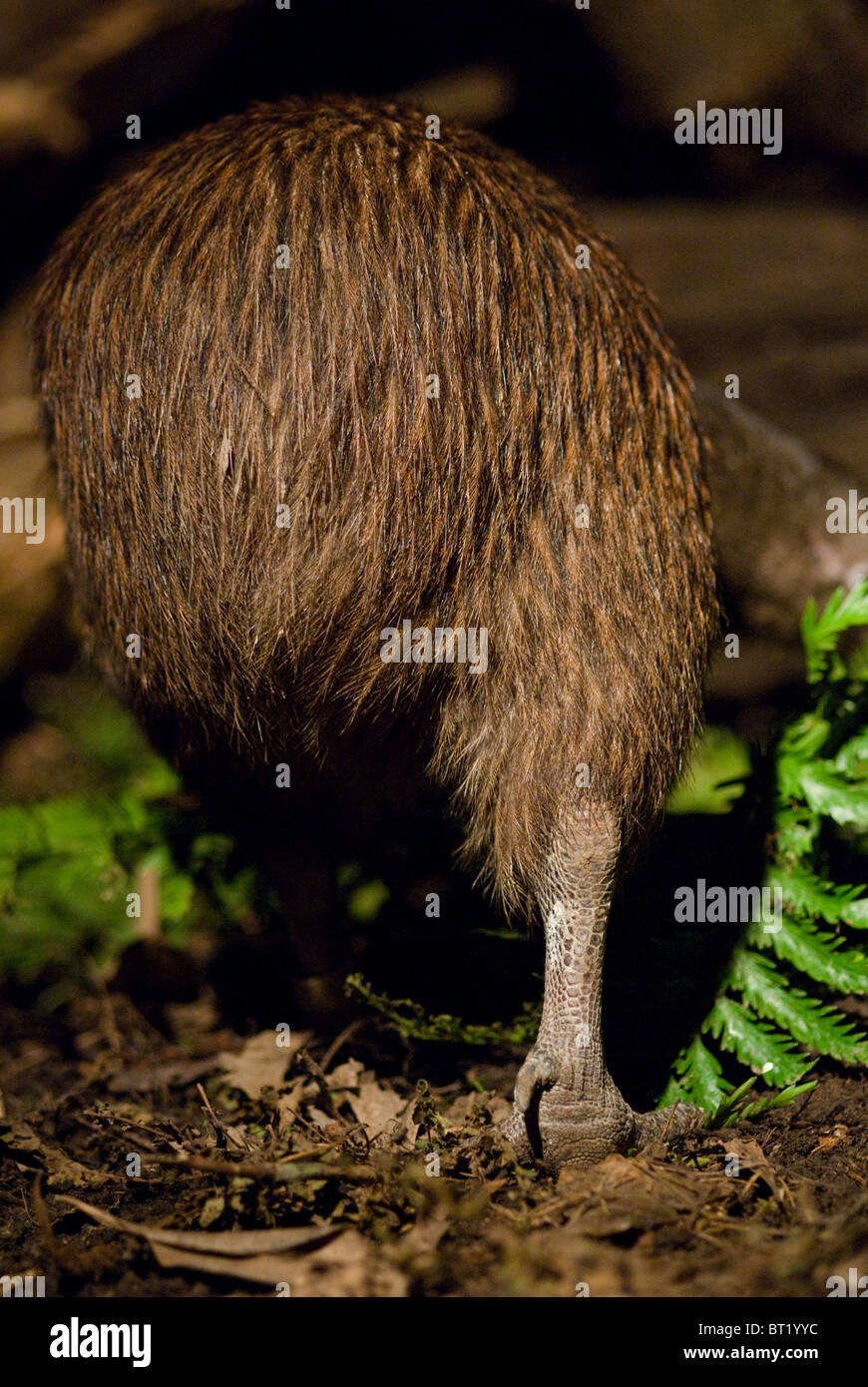 North island brown kiwi hi-res stock photography and images - Alamy