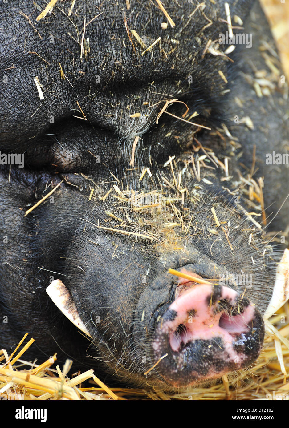 Big pig sleeping hi-res stock photography and images - Alamy