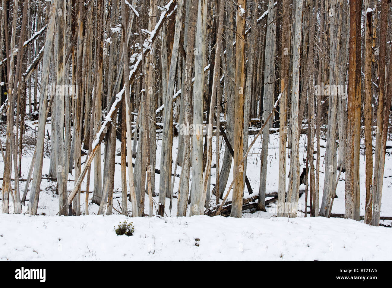 Denuded trees hi-res stock photography and images - Alamy