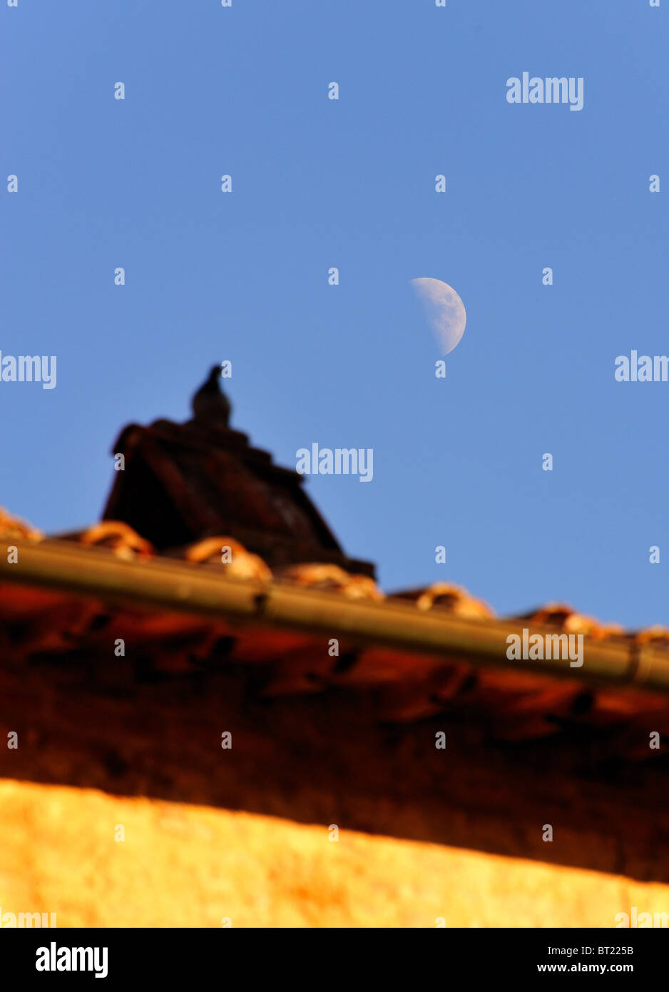 The dove and the moon Stock Photo - Alamy