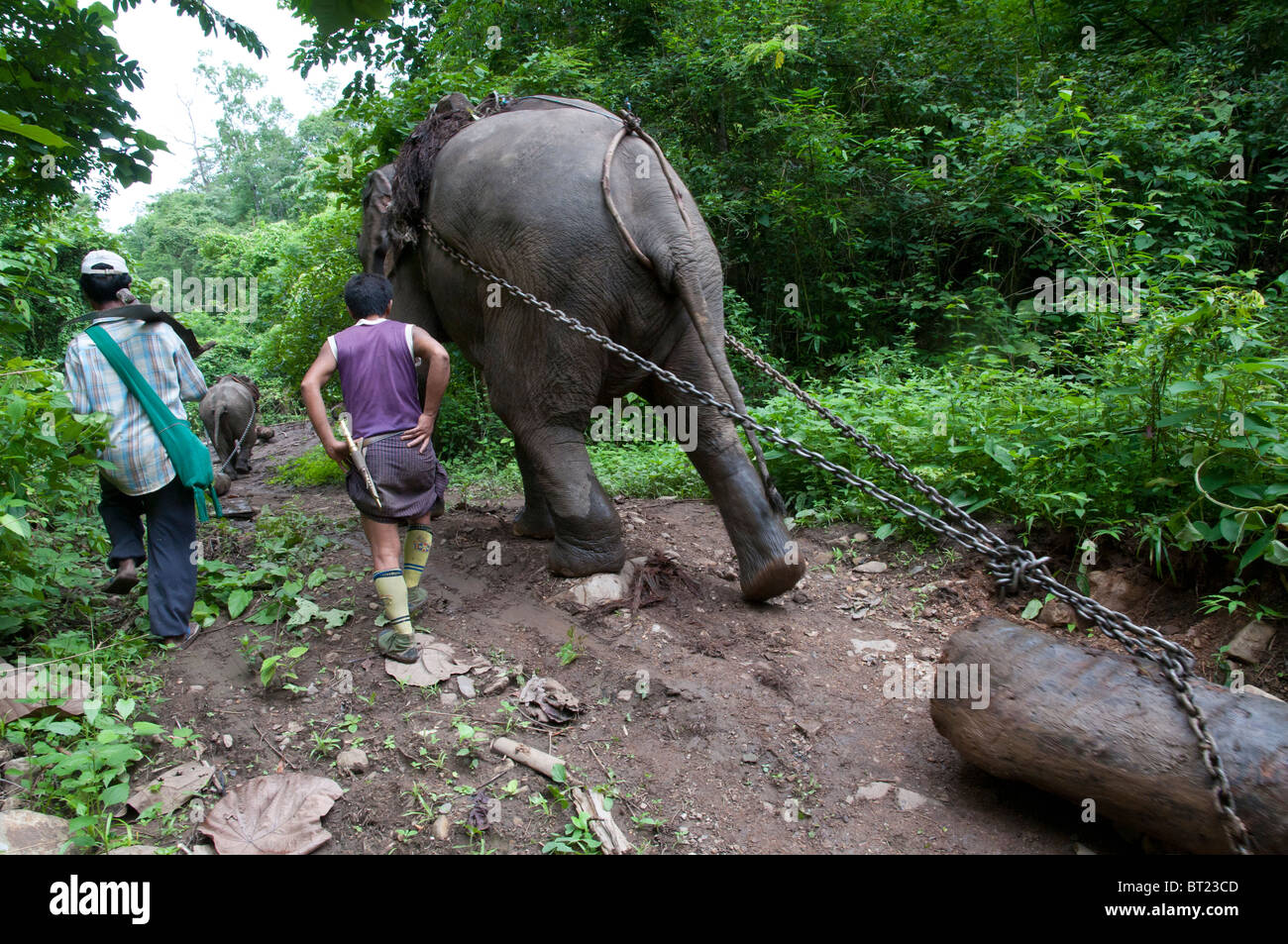 Elephants and Mahouts at Work Pulling Hard Wood Timber in Natural ...