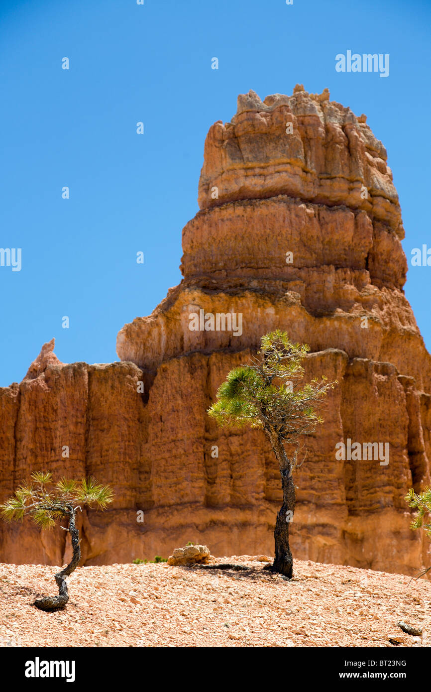 Trees of Bryce Canyon Stock Photo - Alamy