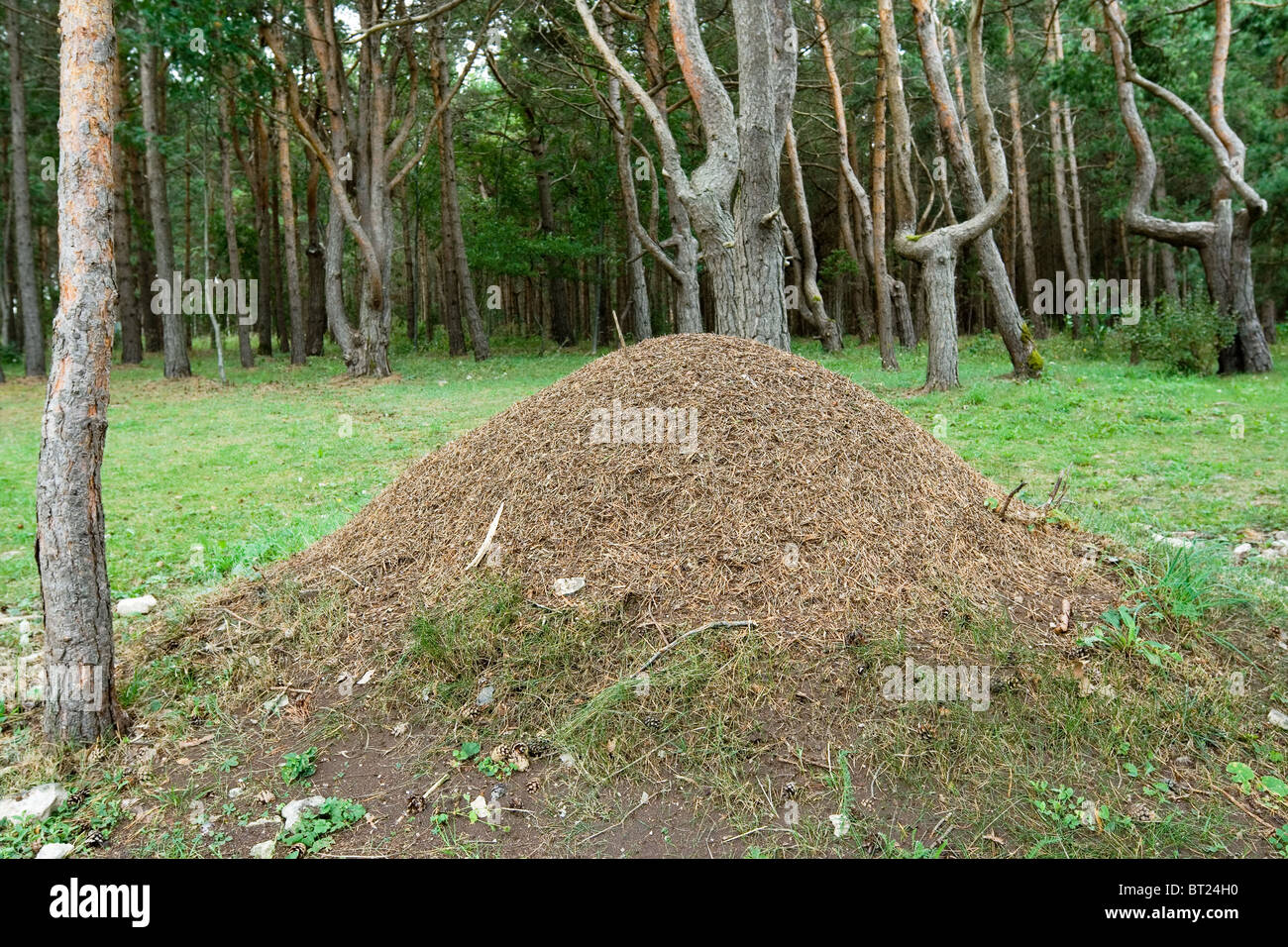 Anthill hi-res stock photography and images - Alamy