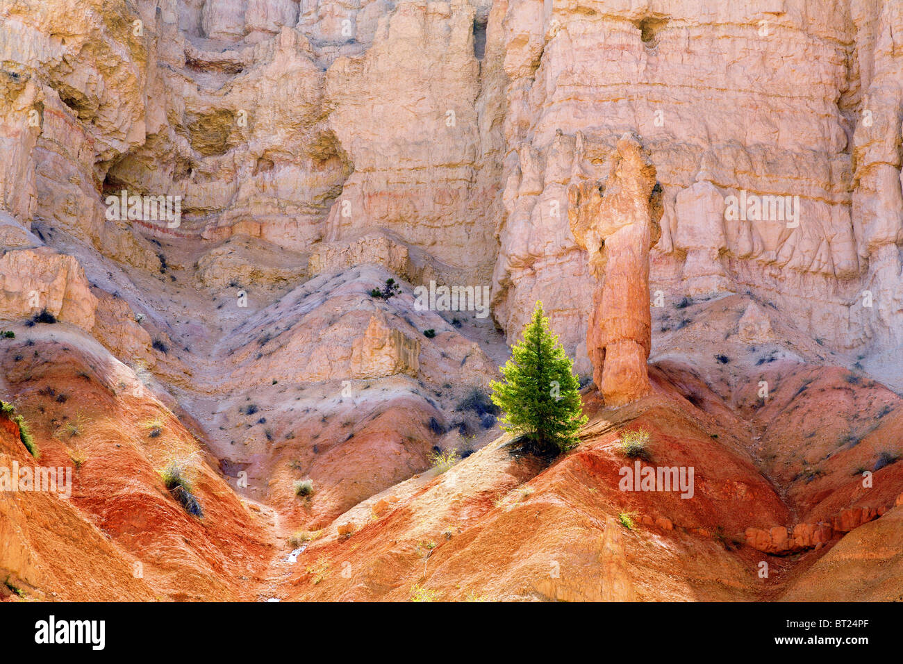 Trees of Bryce Canyon Stock Photo - Alamy