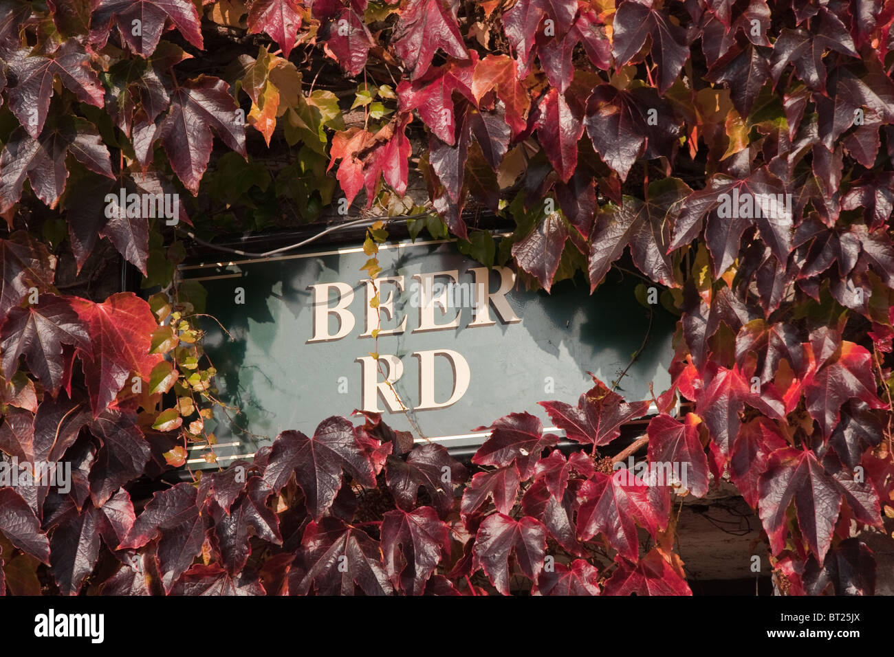 Ivy partially covering Beer Rd sign Stock Photo - Alamy