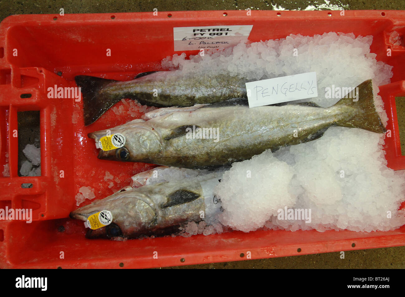 Pollack fish market uk hi-res stock photography and images - Alamy