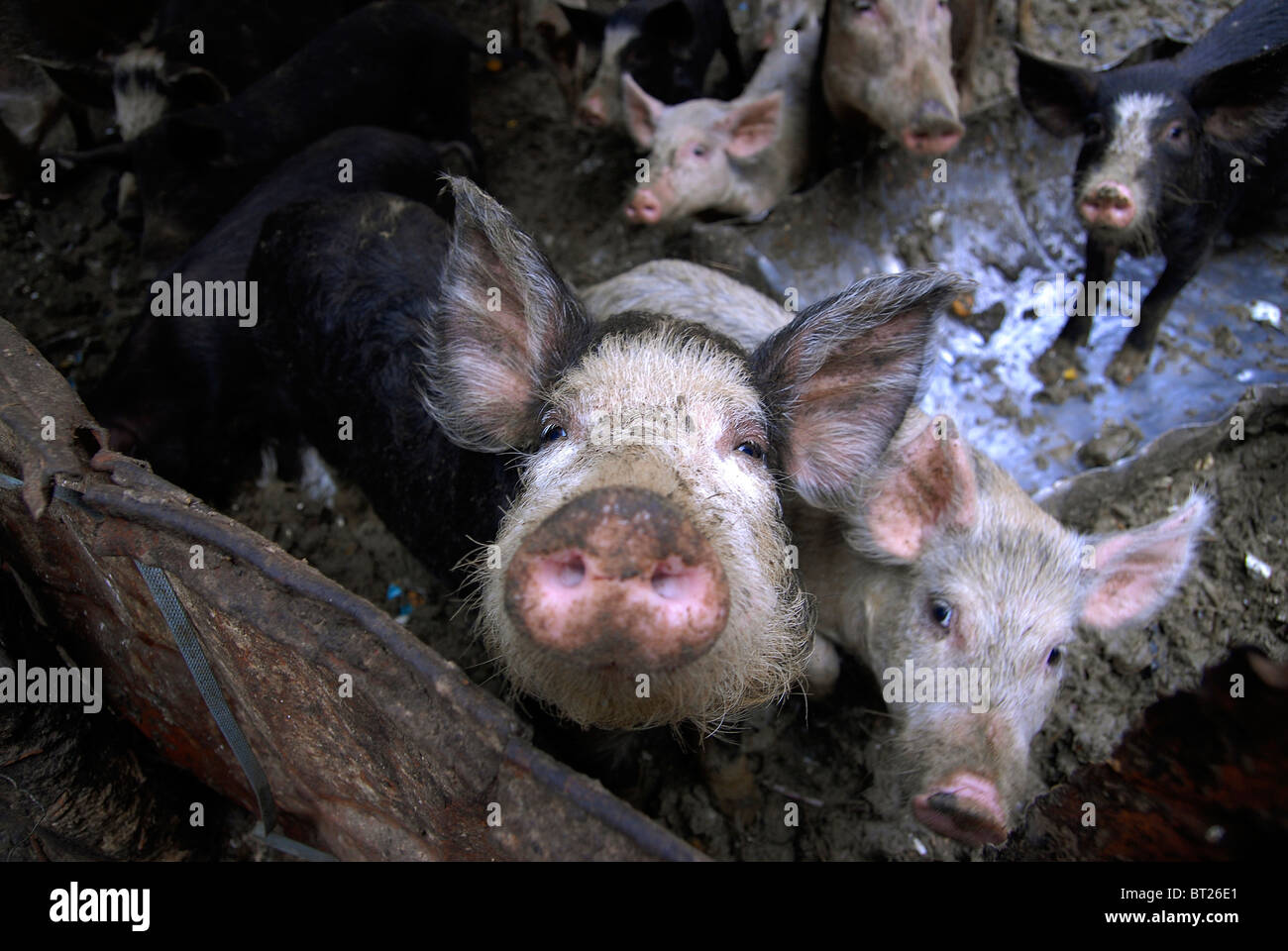 In 2009 all pigs in Cairo had to be killed because the government ...