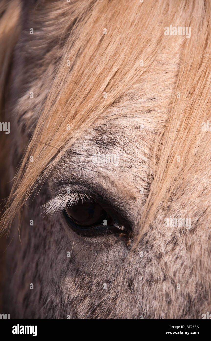 Irish Draught Thoroughbred cross Stock Photo - Alamy