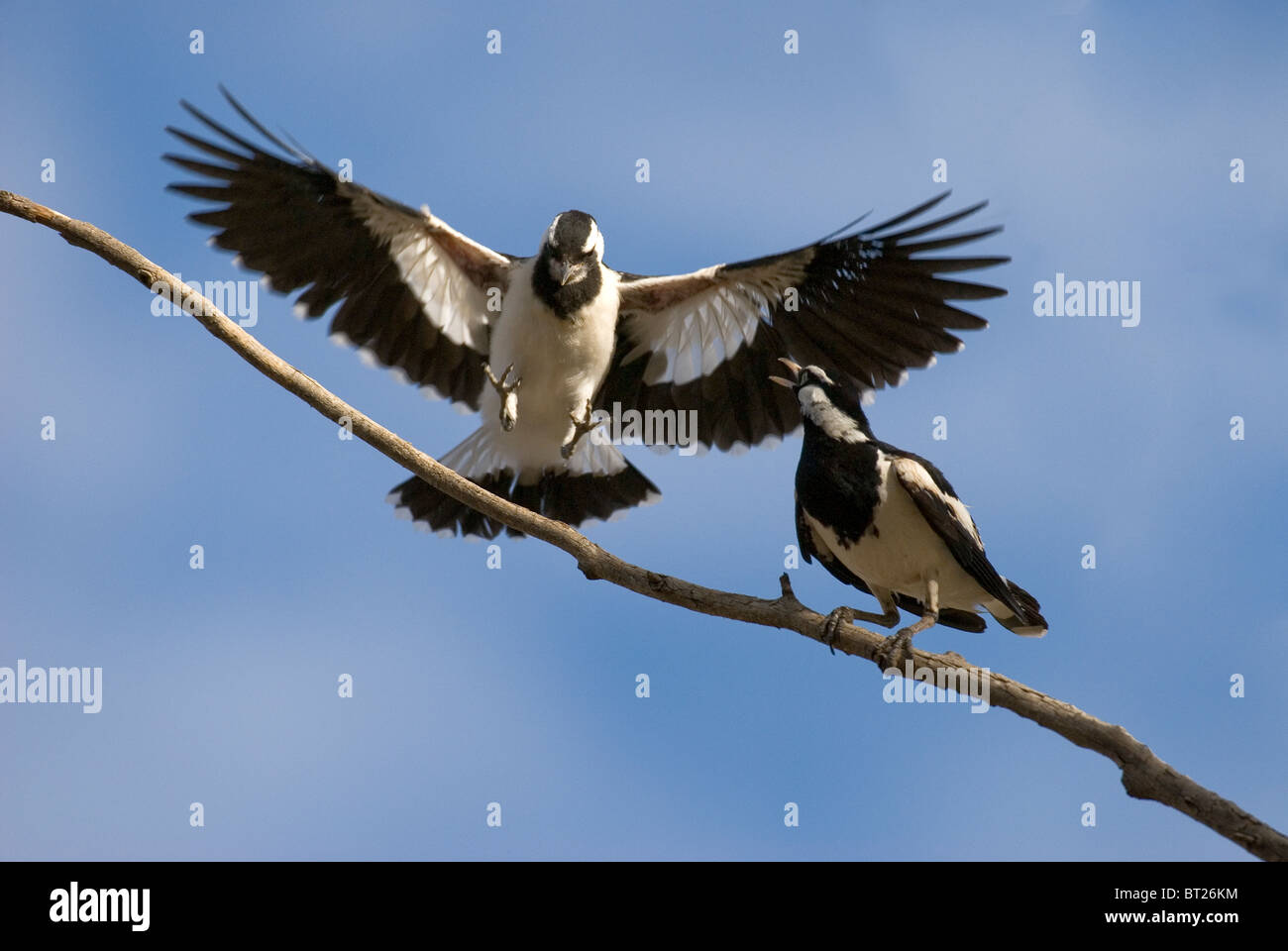 Male and Female Magpie Lark (Grallina cyanoleuca). Alice Springs ...