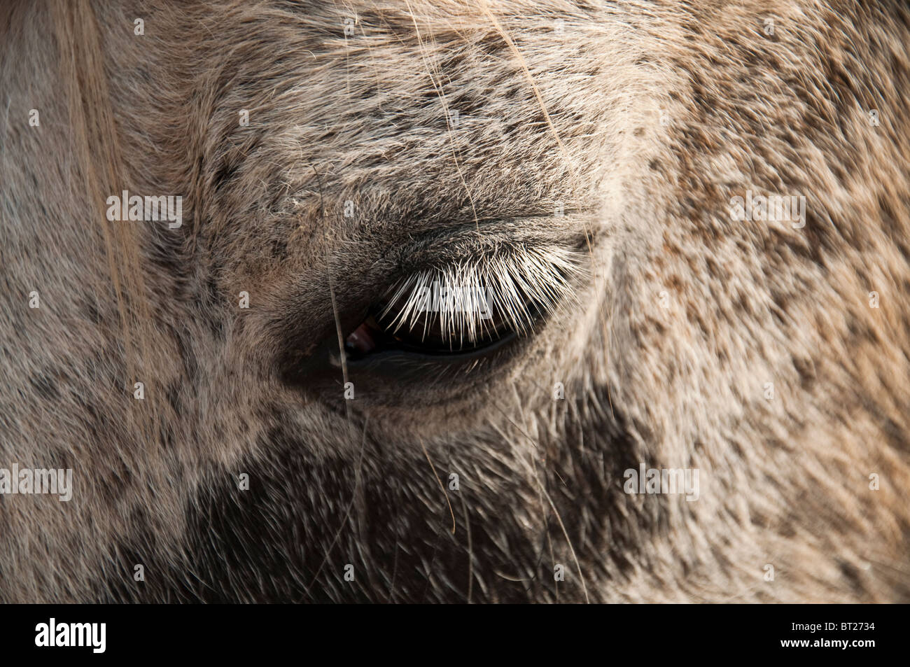 Irish Draught Thoroughbred cross Stock Photo - Alamy