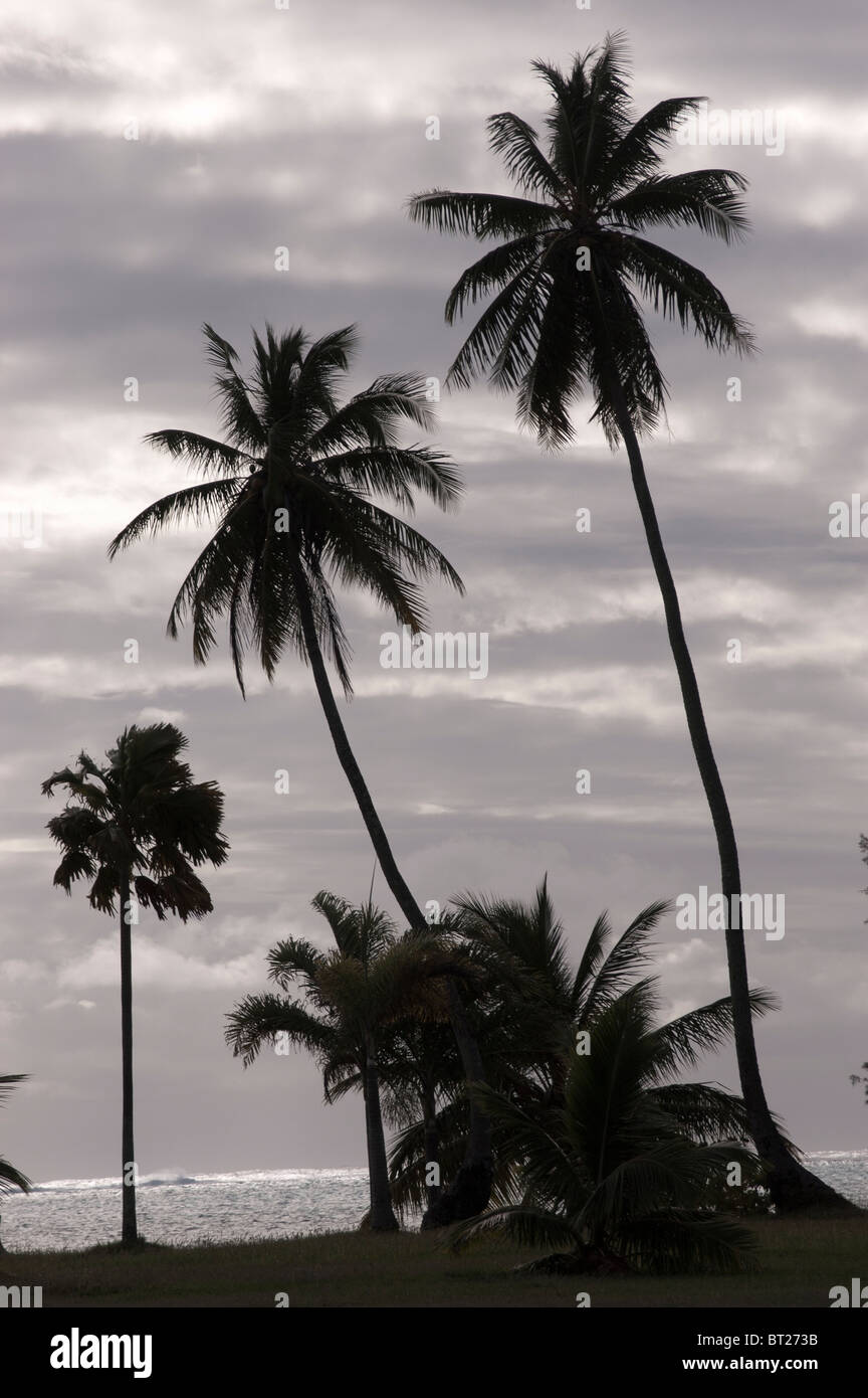Palm trees on Moorea Stock Photo - Alamy