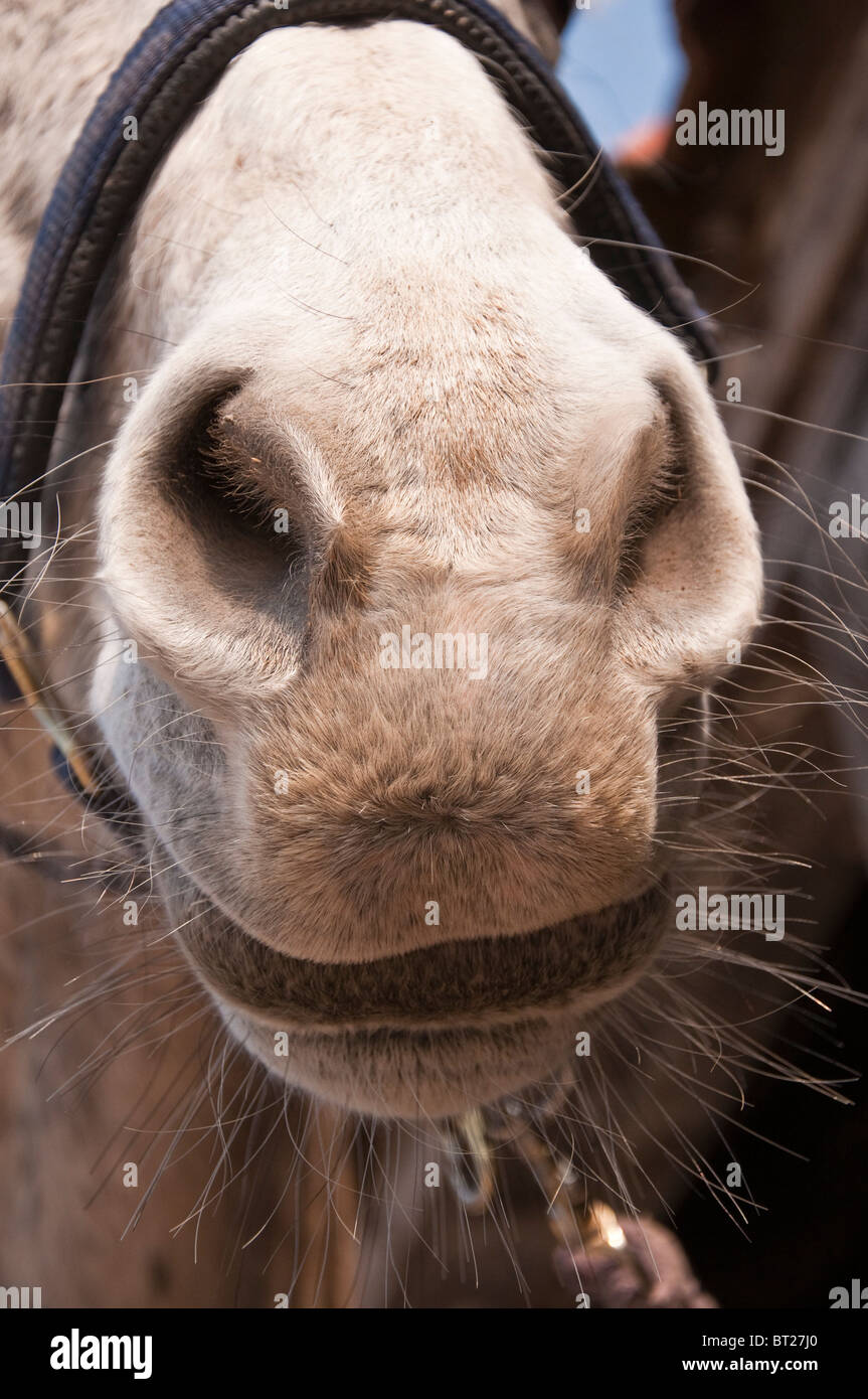 Irish Draught Thoroughbred cross Stock Photo - Alamy