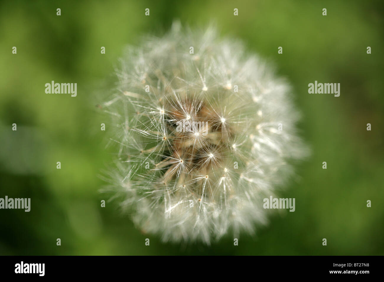 dandelion flower seed abstract art Stock Photo - Alamy
