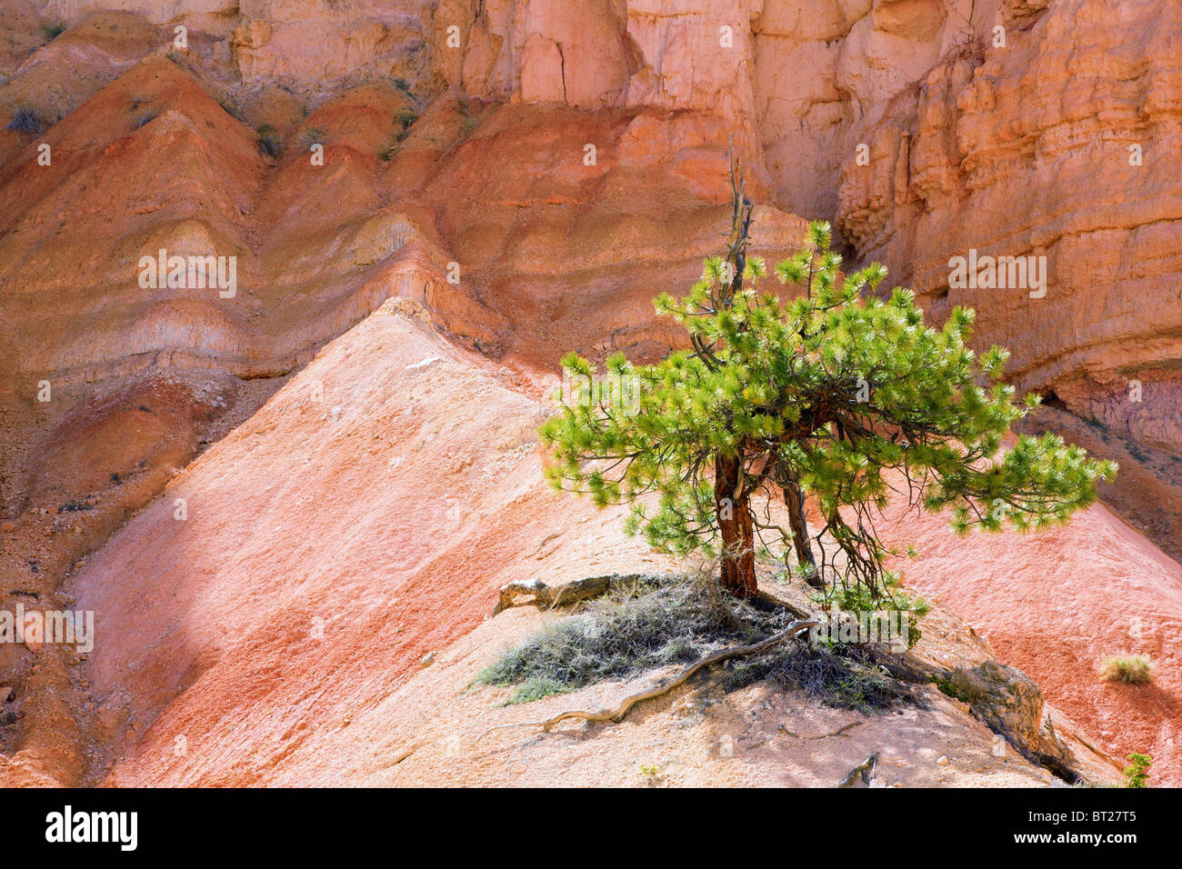 Trees of Bryce Canyon Stock Photo - Alamy