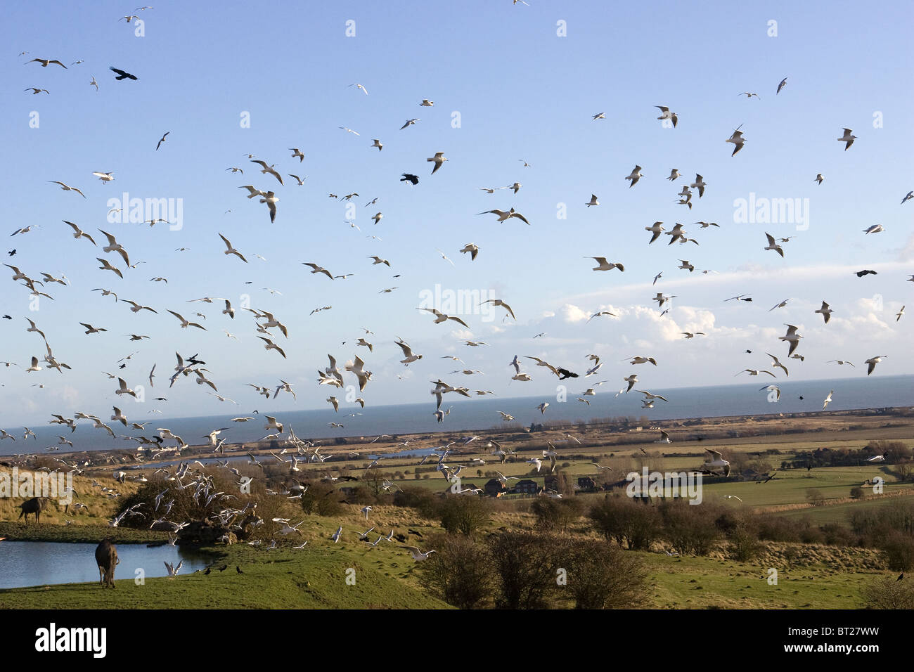 Birds various birds hi-res stock photography and images - Alamy