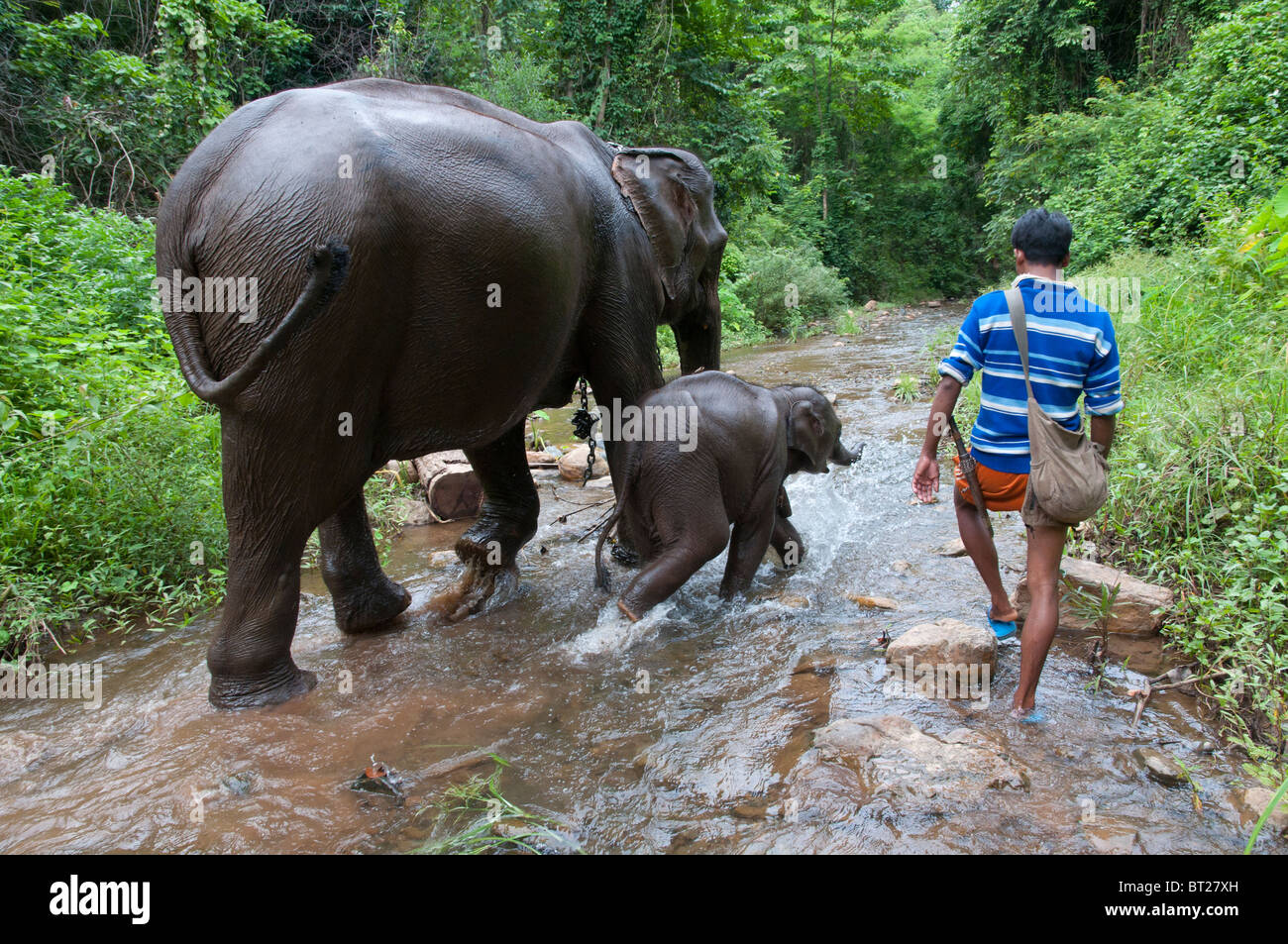 Elephants and Mahouts at Work Pulling Hard Wood Timber in Natural ...
