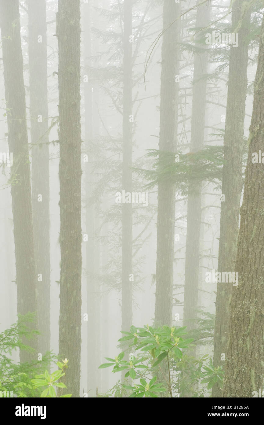 Fog in forest, Olympic National Forest, Washington USA Stock Photo - Alamy