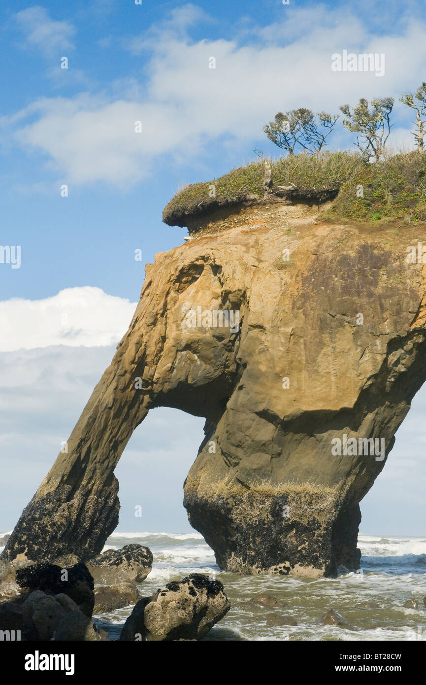 Elephant Rock, Quinault Indian Reservation, Pacific Coast, Washington ...