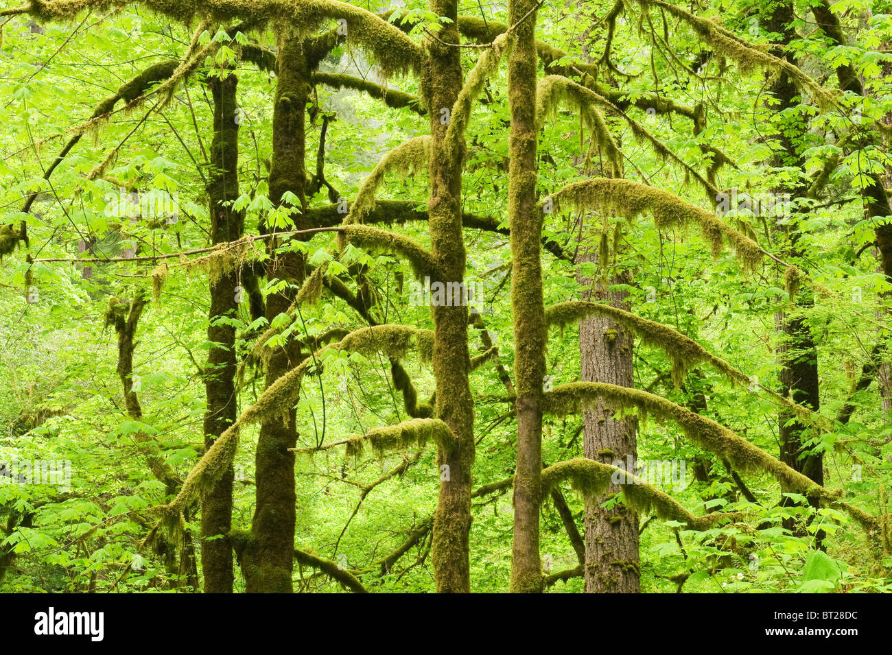 Temperate rainforest lush tree hi-res stock photography and images - Alamy