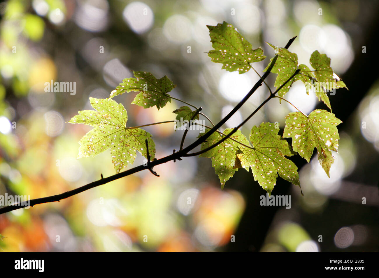 Forest Of Dean Signs High Resolution Stock Photography and Images - Alamy