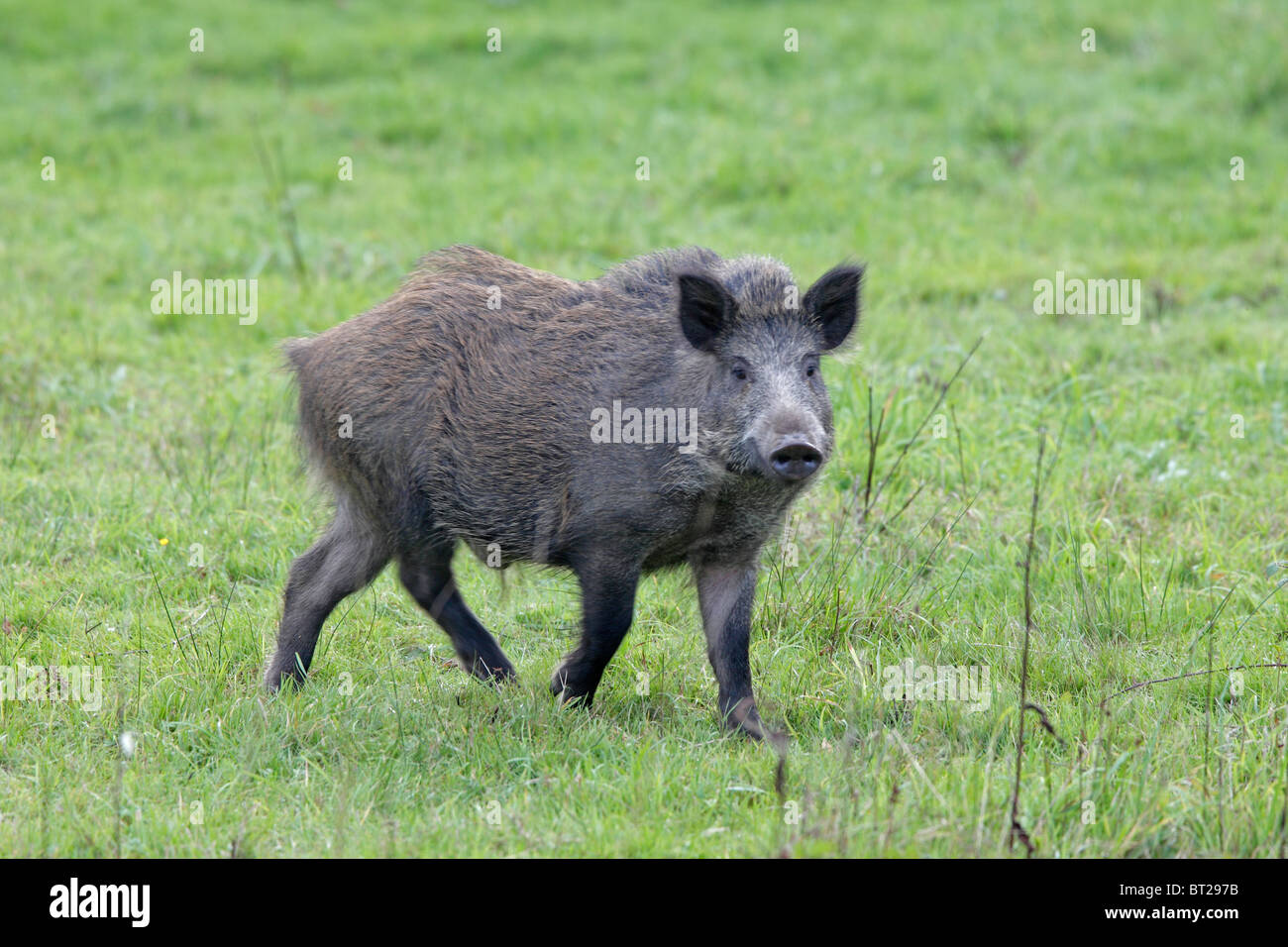 Rspb nags head hi-res stock photography and images - Alamy