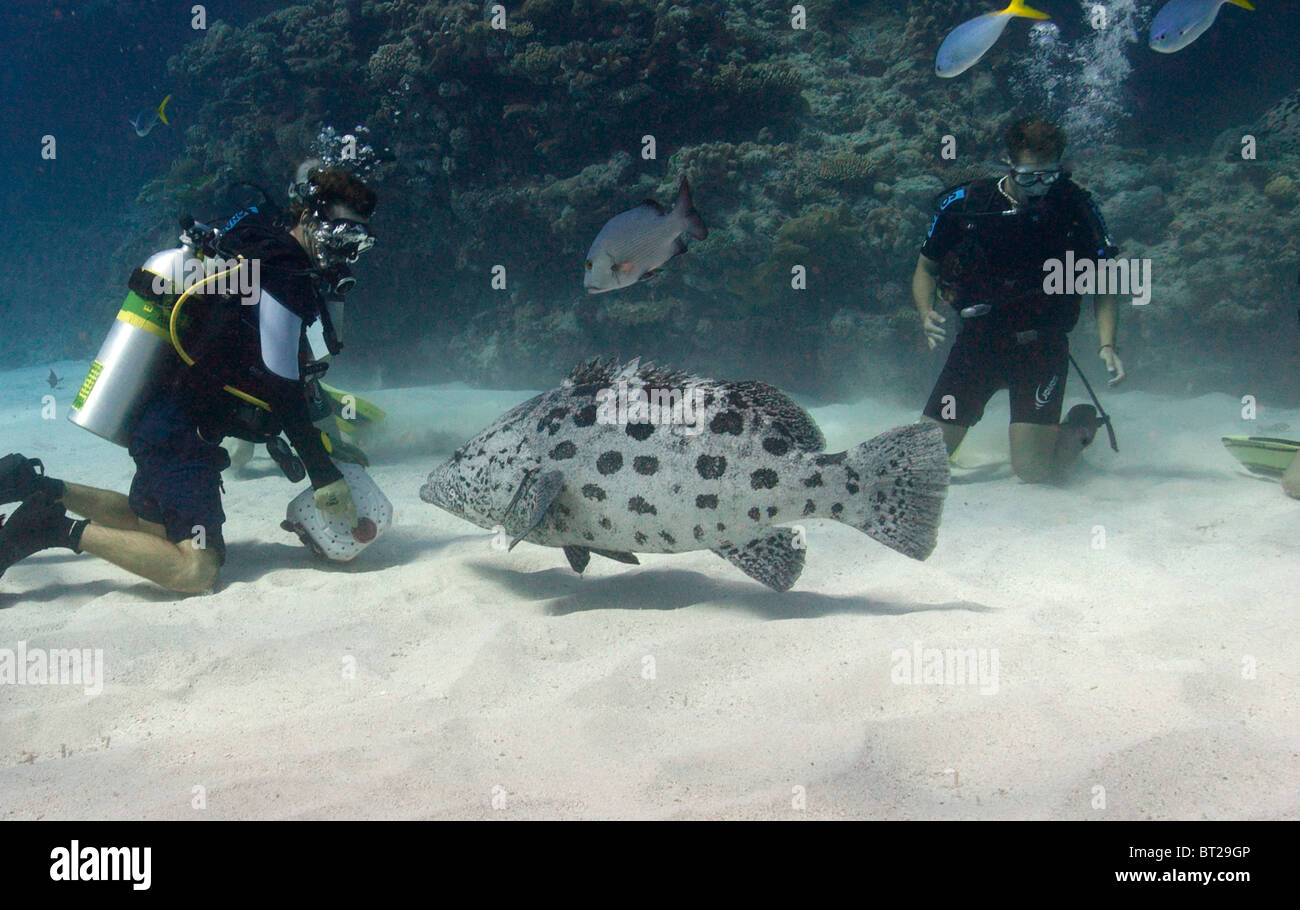 Fish feeing underwater on the Great Barrier Reef Stock Photo - Alamy