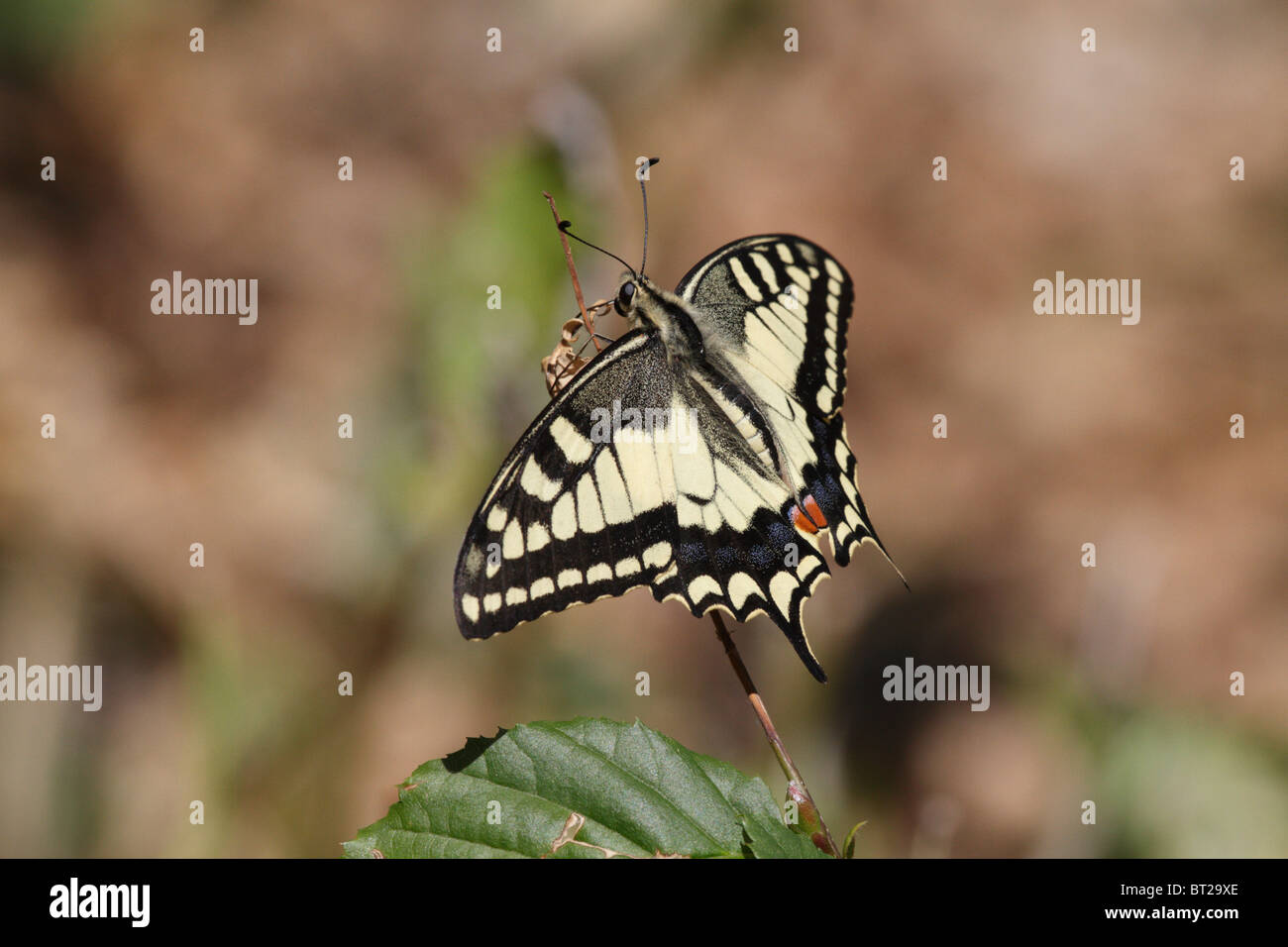 Papilio machaon, the Old World Swallowtail Stock Photo - Alamy