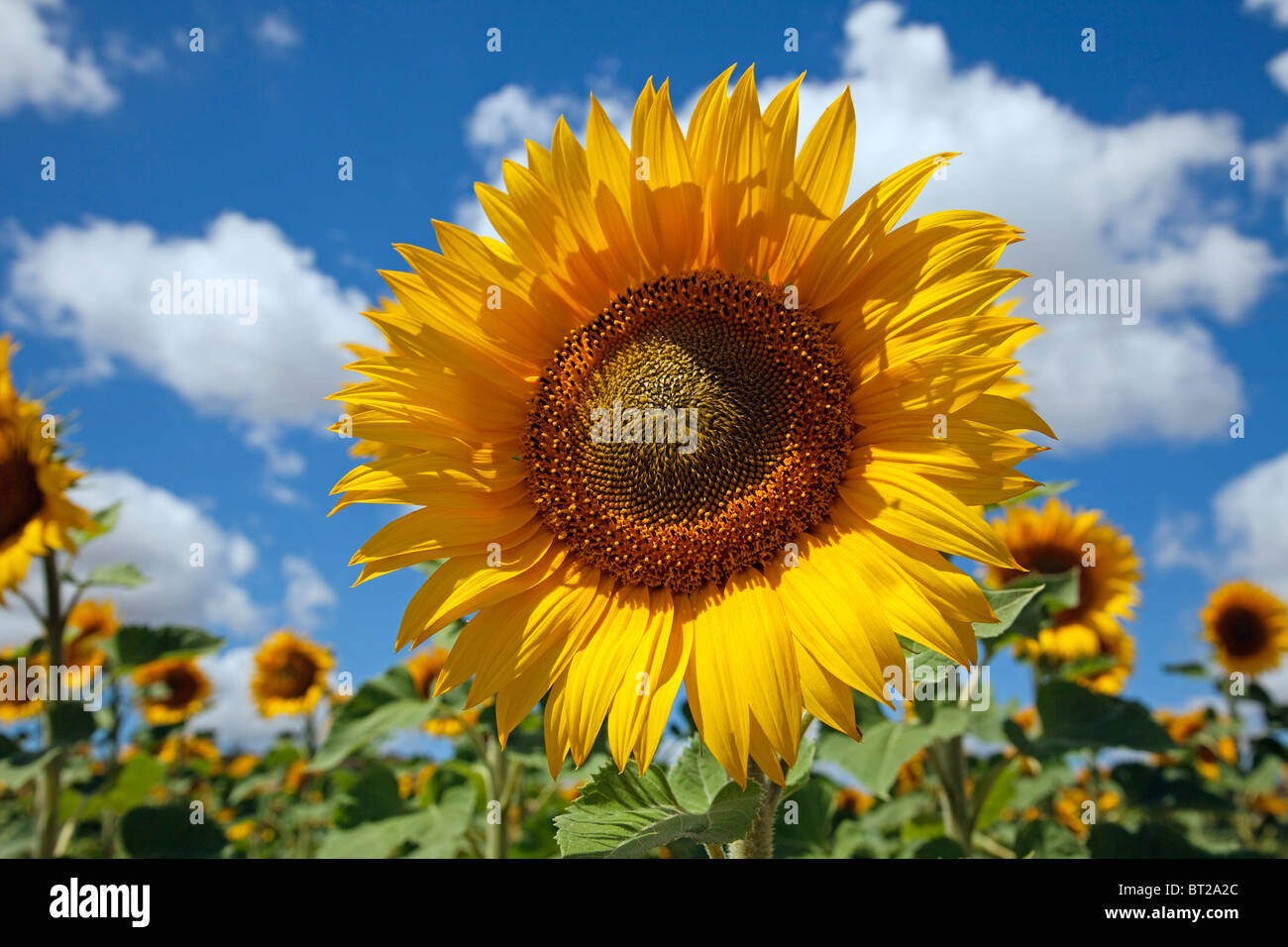 Girasoles hi-res stock photography and images - Alamy