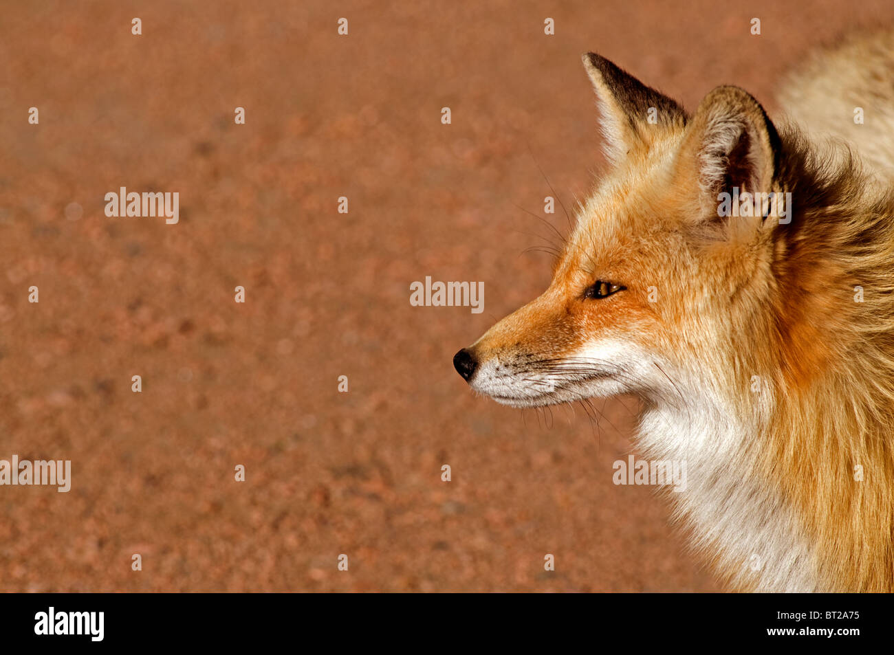 Red fox in Colorado Stock Photo - Alamy