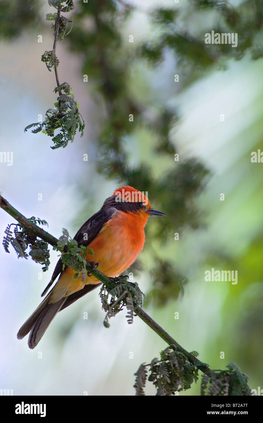 The Vermilion Flycatcher ( Pyrocephalus rubinus). Brightly red birdie ...