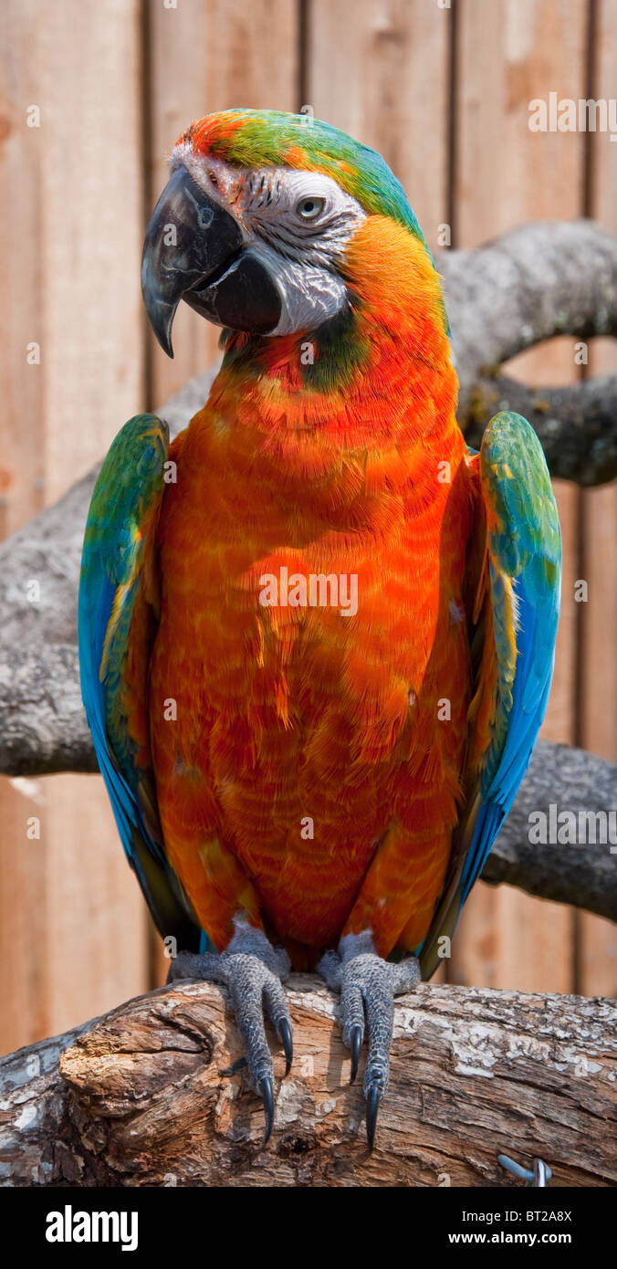 colourful parrot at longleat safari park Stock Photo - Alamy
