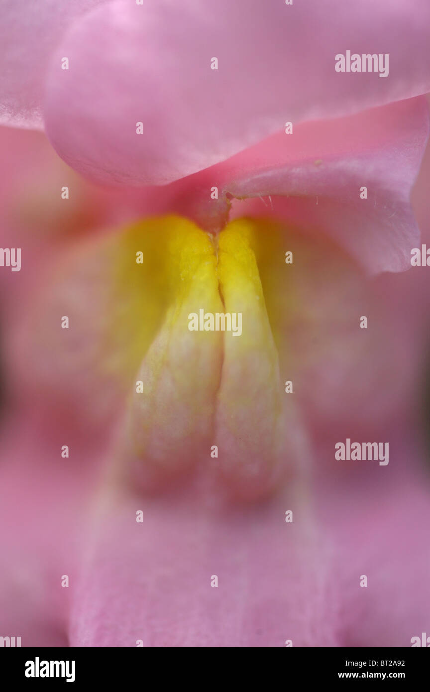 Pink and yellow snapdragon abstract art Stock Photo - Alamy
