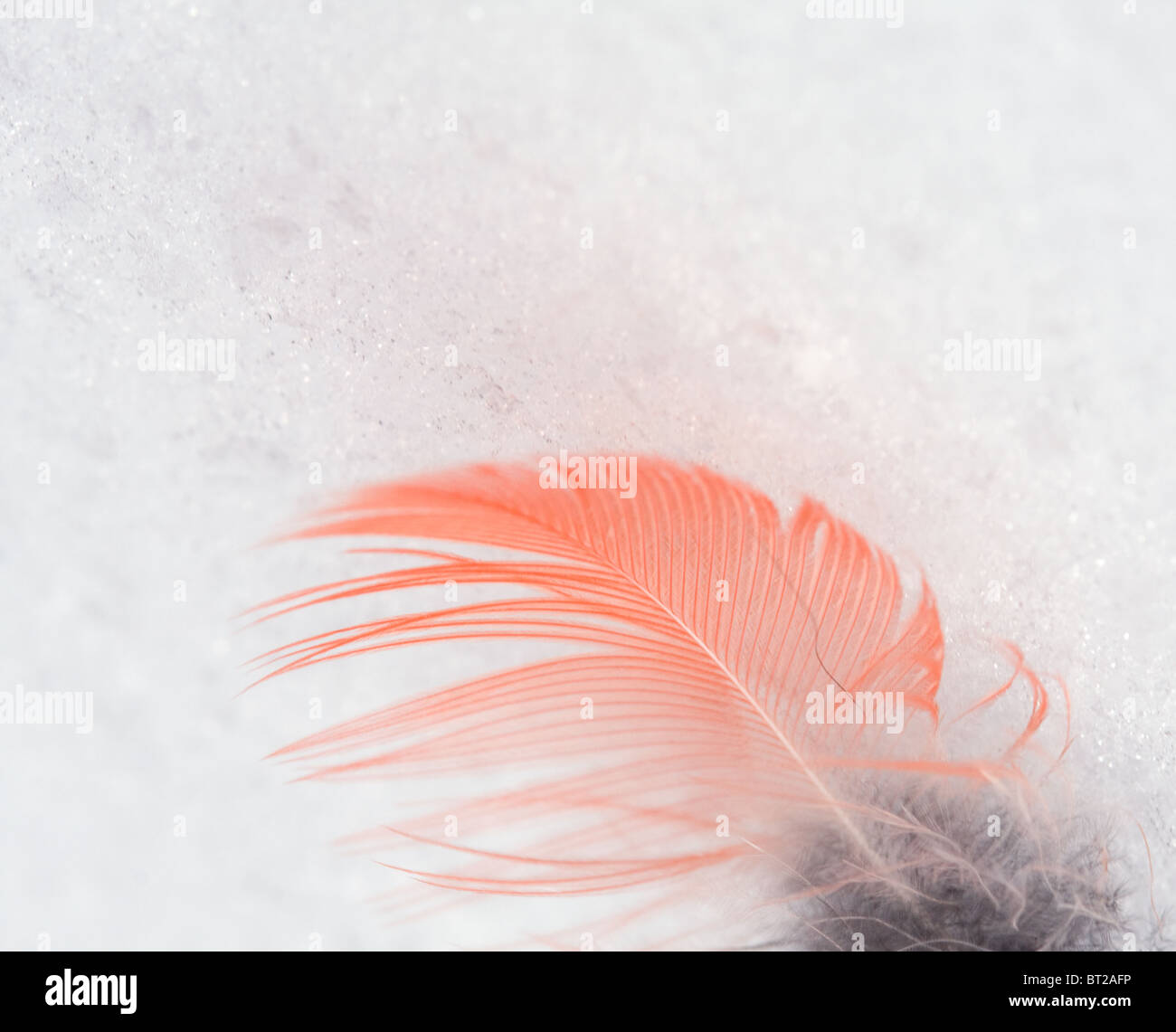 Feather from Northern Cardinal in fresh snow Stock Photo - Alamy