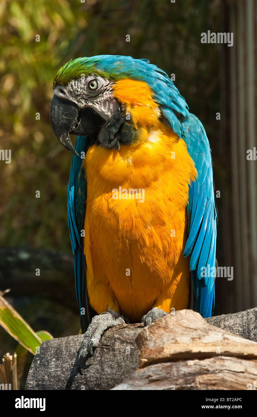 Longleat parrot hi-res stock photography and images - Alamy