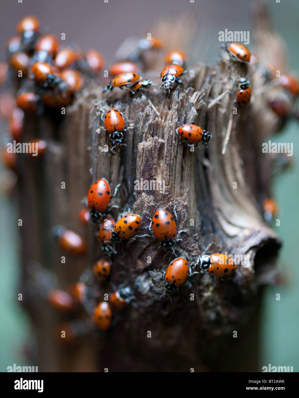 Lady bugs hi-res stock photography and images - Alamy