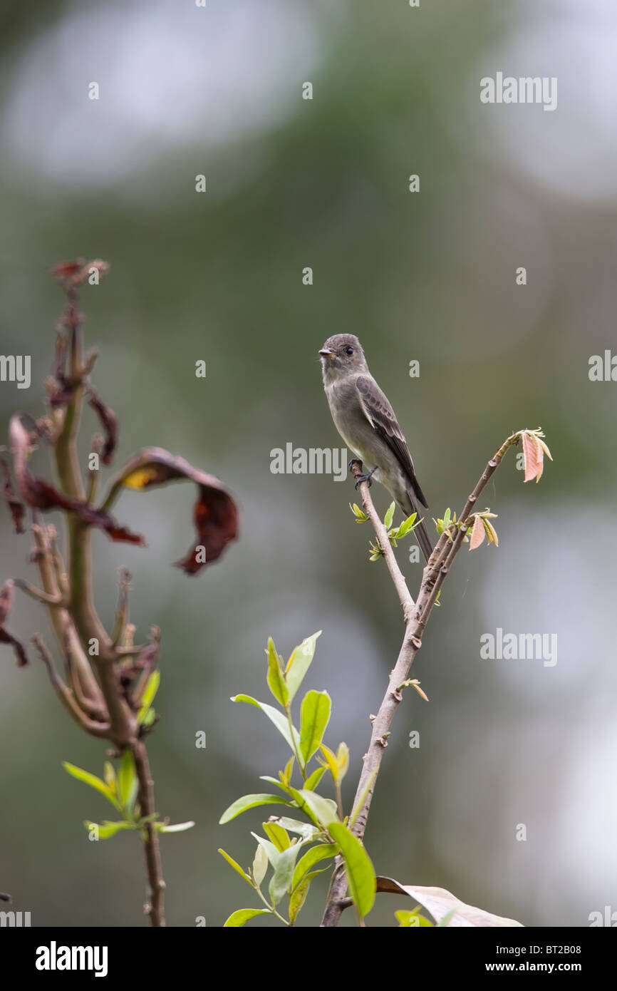 Western Wood-Pewee (Contopus sordidulus Stock Photo - Alamy