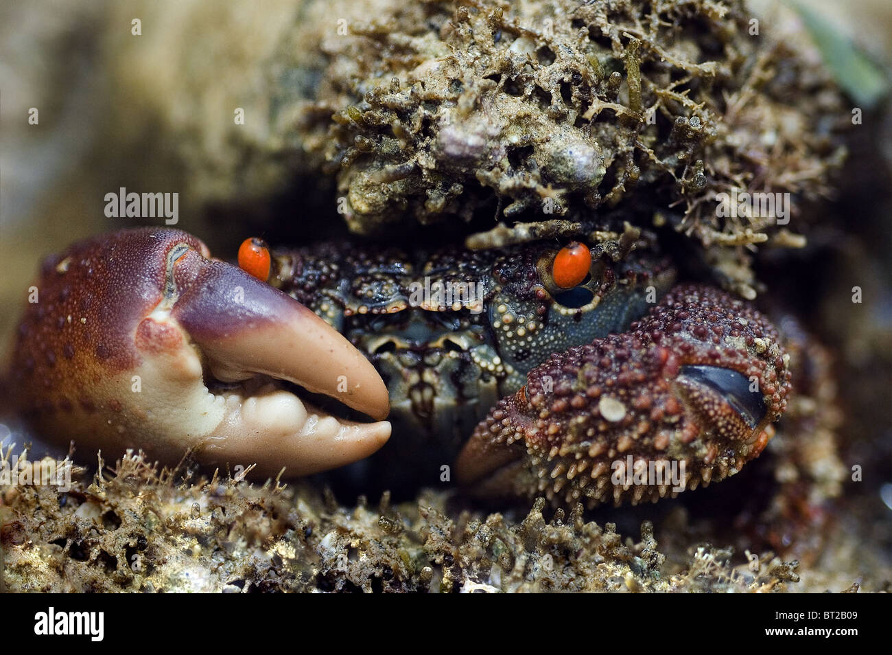 Defense. The crab hides under corals and defends, being closed by claws ...