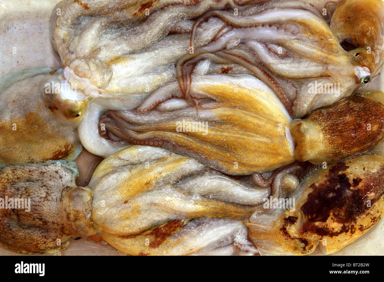 octopus and cuttlefish pattern fishing catch in mediterranean Stock ...