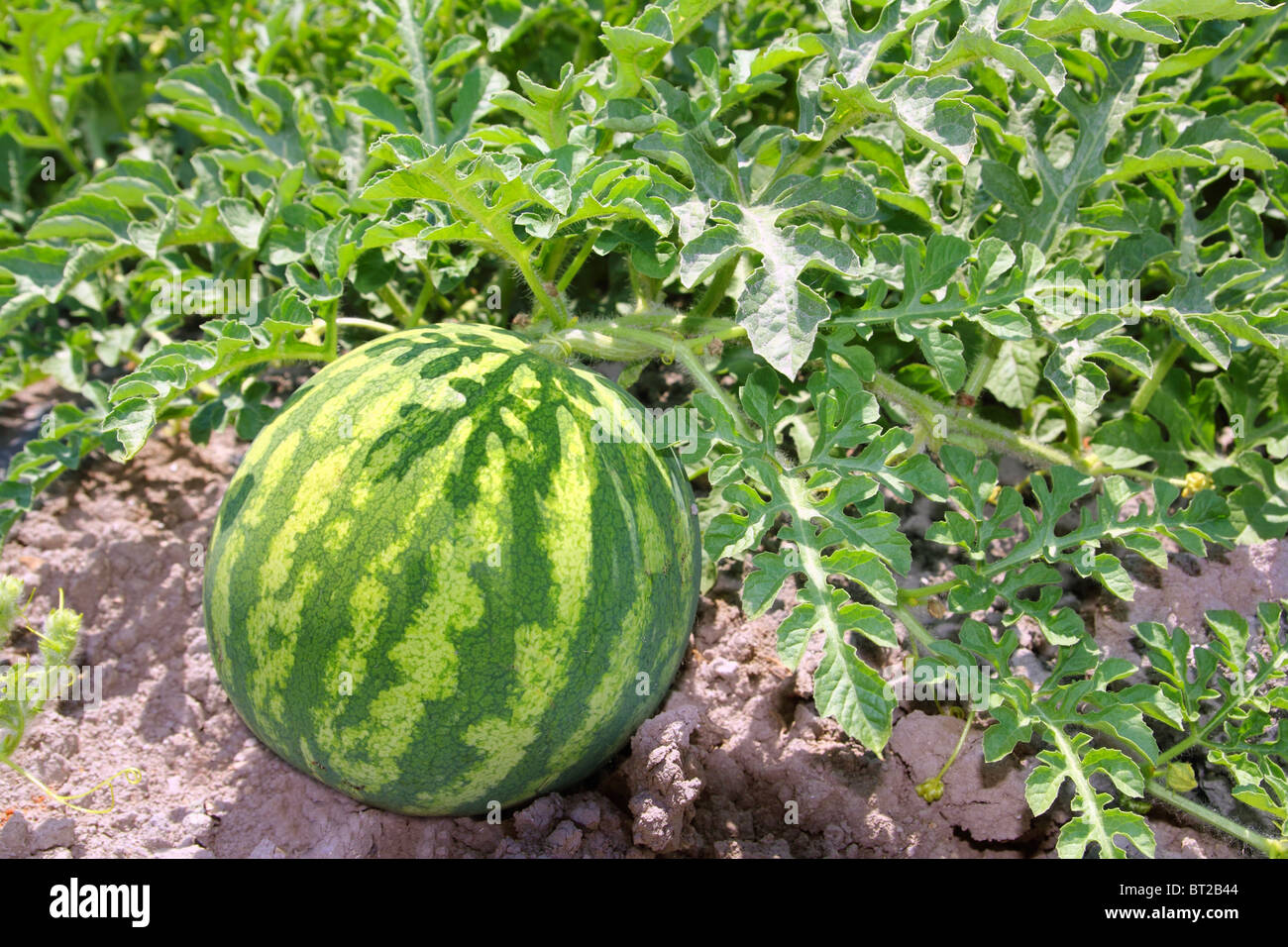 Watermelon field hi-res stock photography and images - Alamy