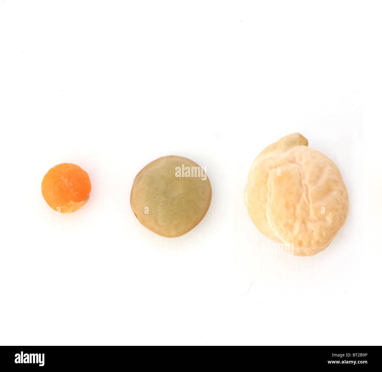 Single chickpea (indian pea) and lentil on white background close up ...